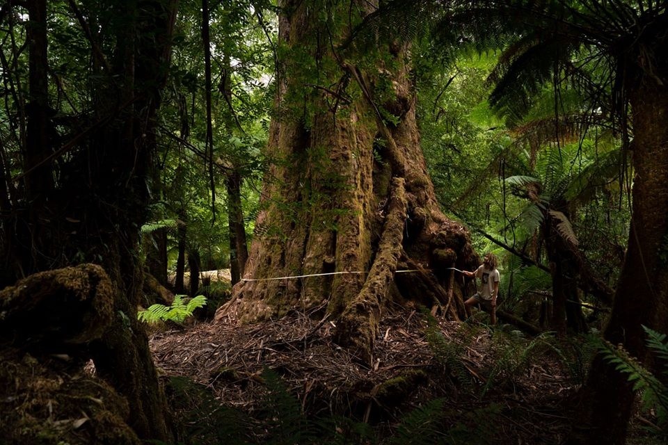 Fundraiser by Amelia Cromb : Help Us Monitor Wildlife In Threatened Forests