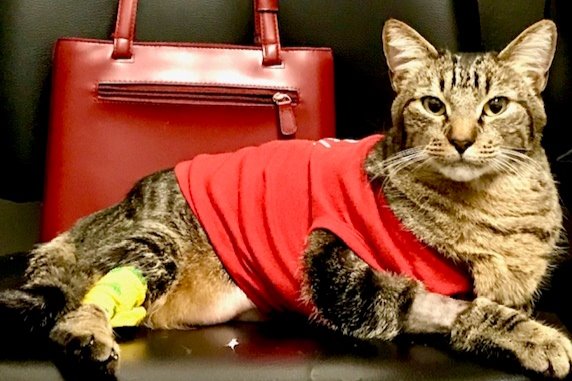 Fundraiser by Angela Booher Kreutzer : AnneFrank Kreutzer, the untold ...