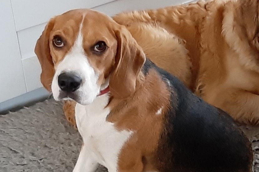 Fundraiser for Emma Lundy by Jane White : Bailey's Tale