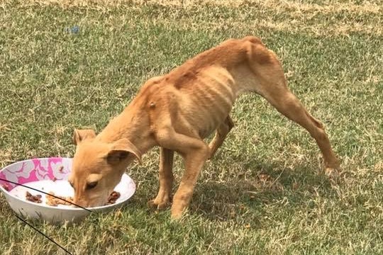 Fundraiser by Laura Cooper : Help the Wadi Dogs!