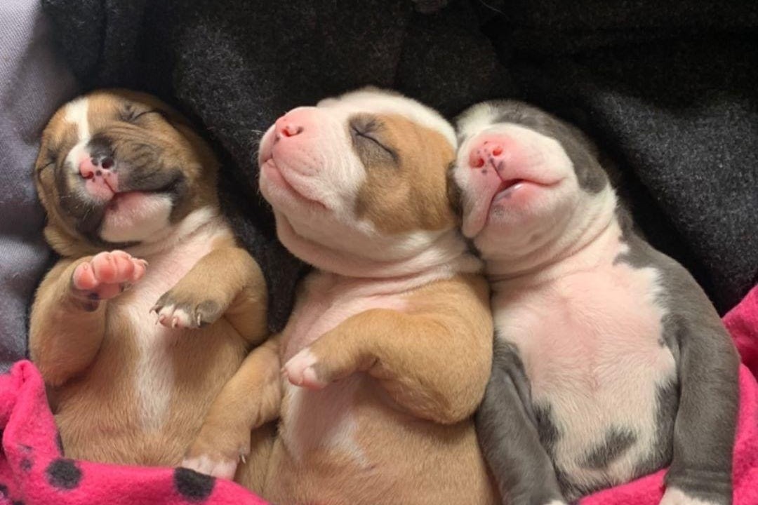 Fundraiser by Hopalong Animal Rescue : Help Hopalong Reach Animals in ...
