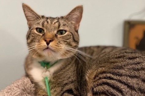 Fundraiser by Meows Corner : Meows Corner Cat Cafe Survival Fund