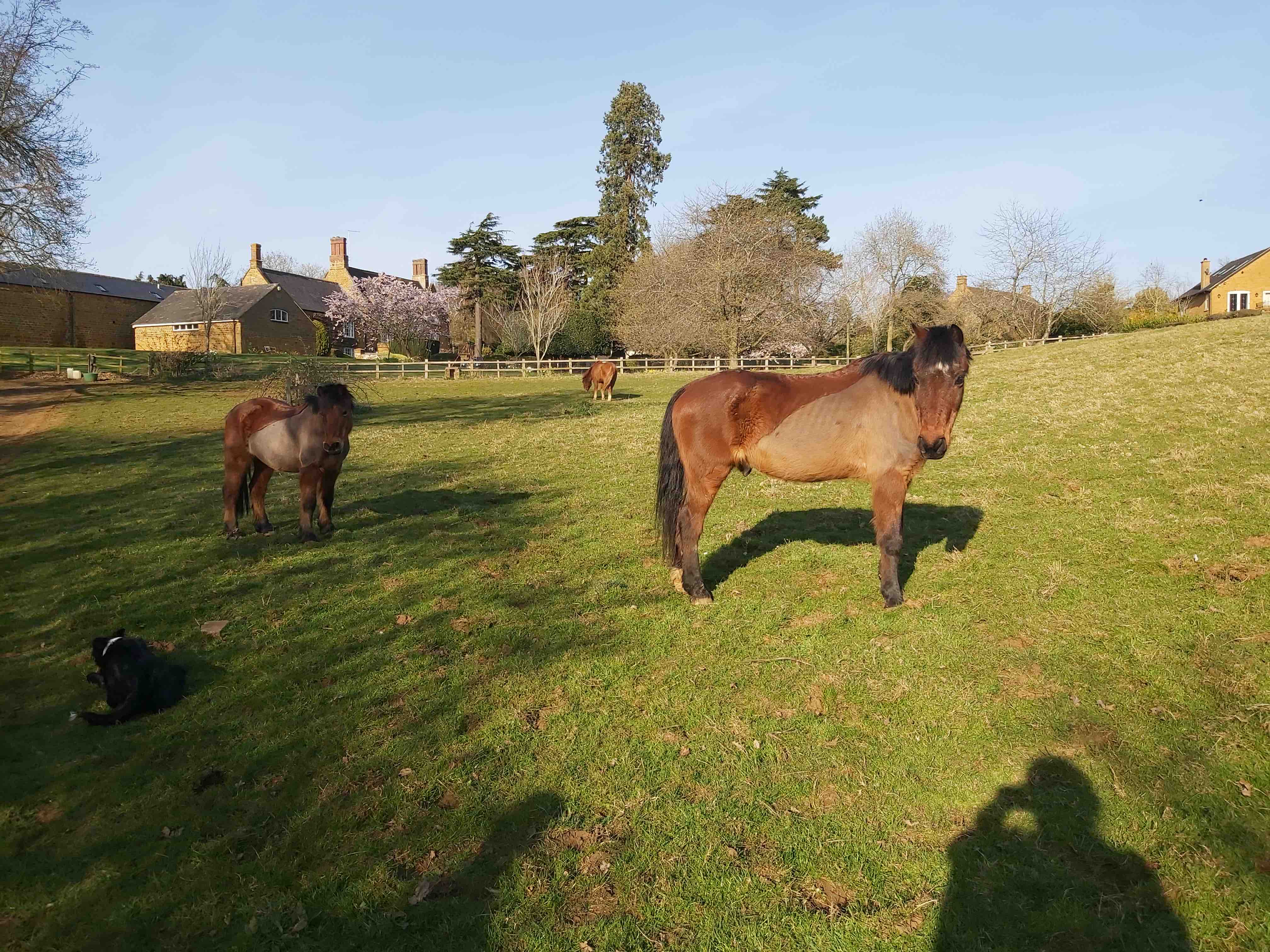 Fundraiser by Brampton Stables : Sponsor a Brampton Stables Pony