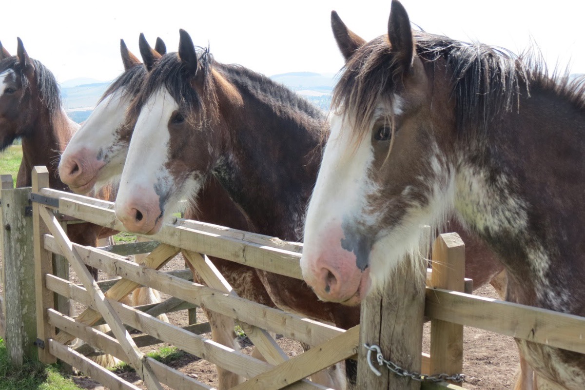 Fundraiser by Anna Cockburn : Urgent! Help Hay Farm Heavies