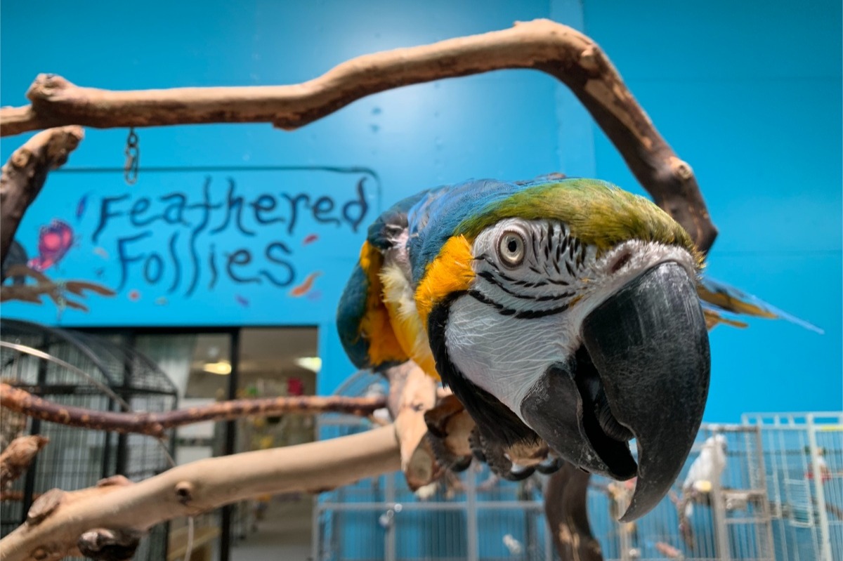 Fundraiser for Lisa Di Tullio Myers by Laura Barnes-Kadi : Feathered ...