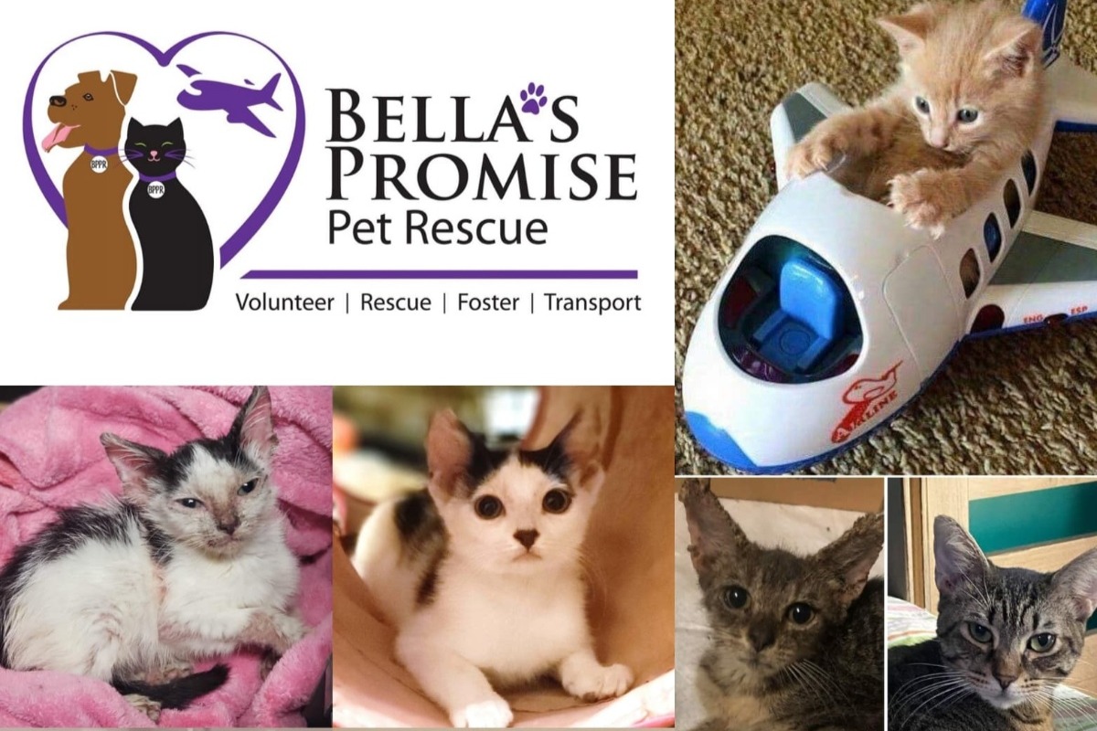 Fundraiser by Bella’s Promise : Bella's Promise Pet Rescue Legal Fund