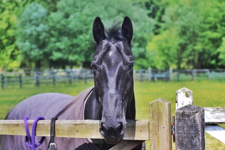 Fundraiser by Dominique Morris : Silvermere equestrian centre horses ...