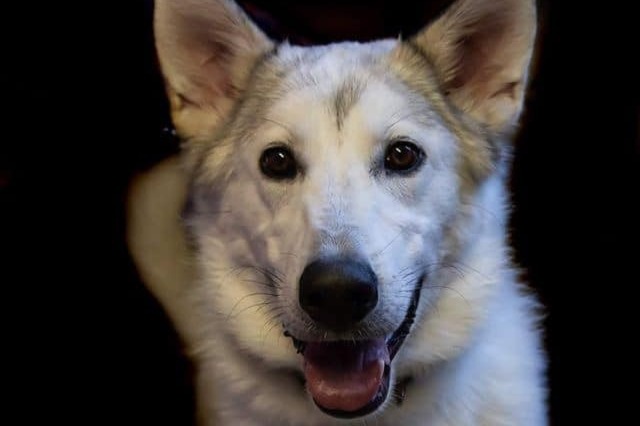 Fundraiser by Pawsitive Haven Animal Rescue : Help Save the Rescue