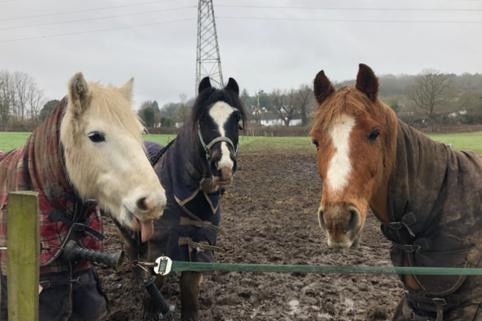 Fundraiser for Helen Lewin by Claire Goodsall : Lower Farm stables ...