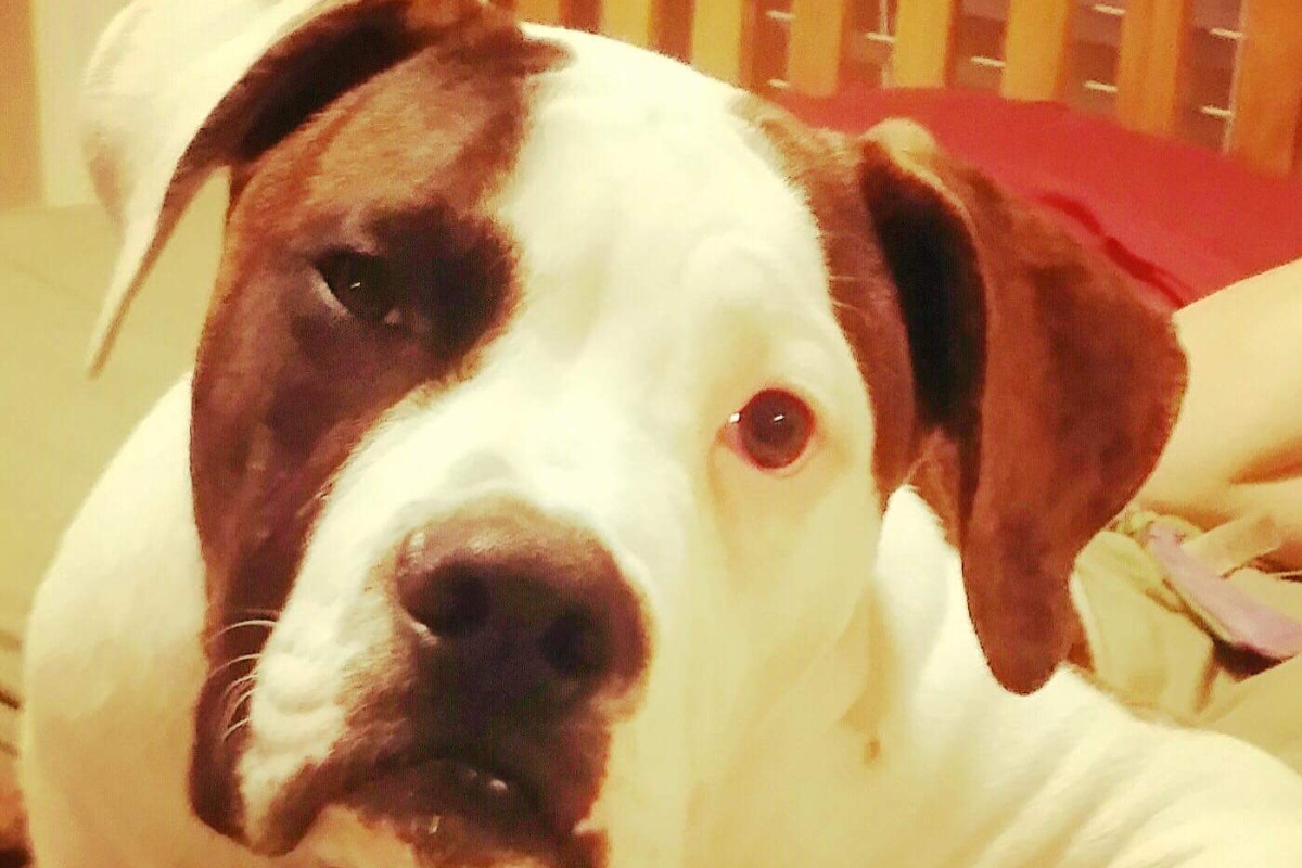 Fundraiser by Mark Shambour : Rescue The K9 Korral