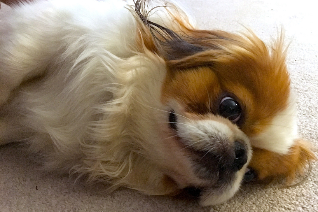 Fundraiser by Remillino Ella : Emergency Medical Care for Bruno Watson