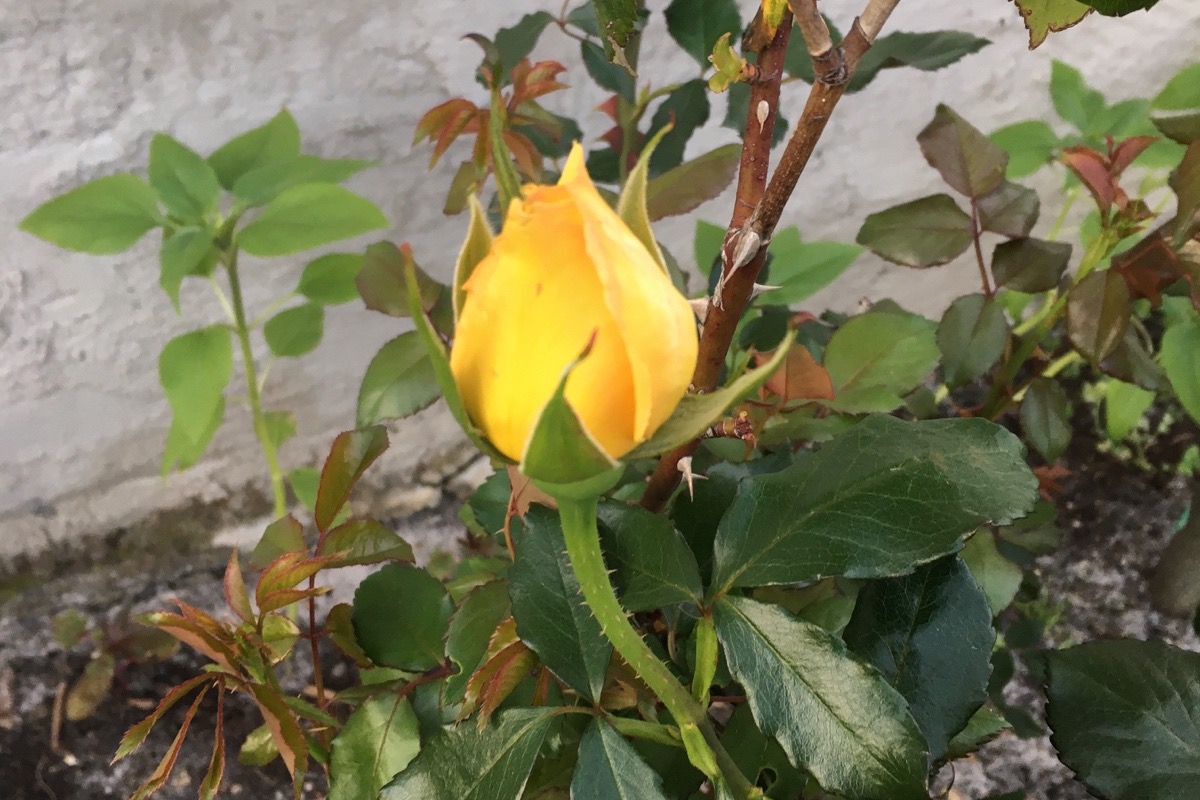 Fundraiser by Sarah Alhorani : Medical Bill & Funeral Expenses for ...