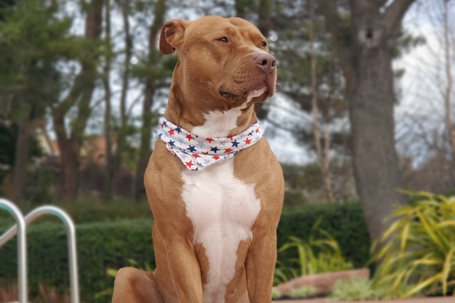 Fundraiser by Brett Bruns : Wendy the Wonder Pup Leg Surgery