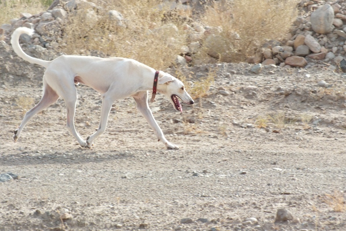 Fundraiser for Laura Wilson by Bryan Wilson : 4 Rescue Dogs from Oman ...
