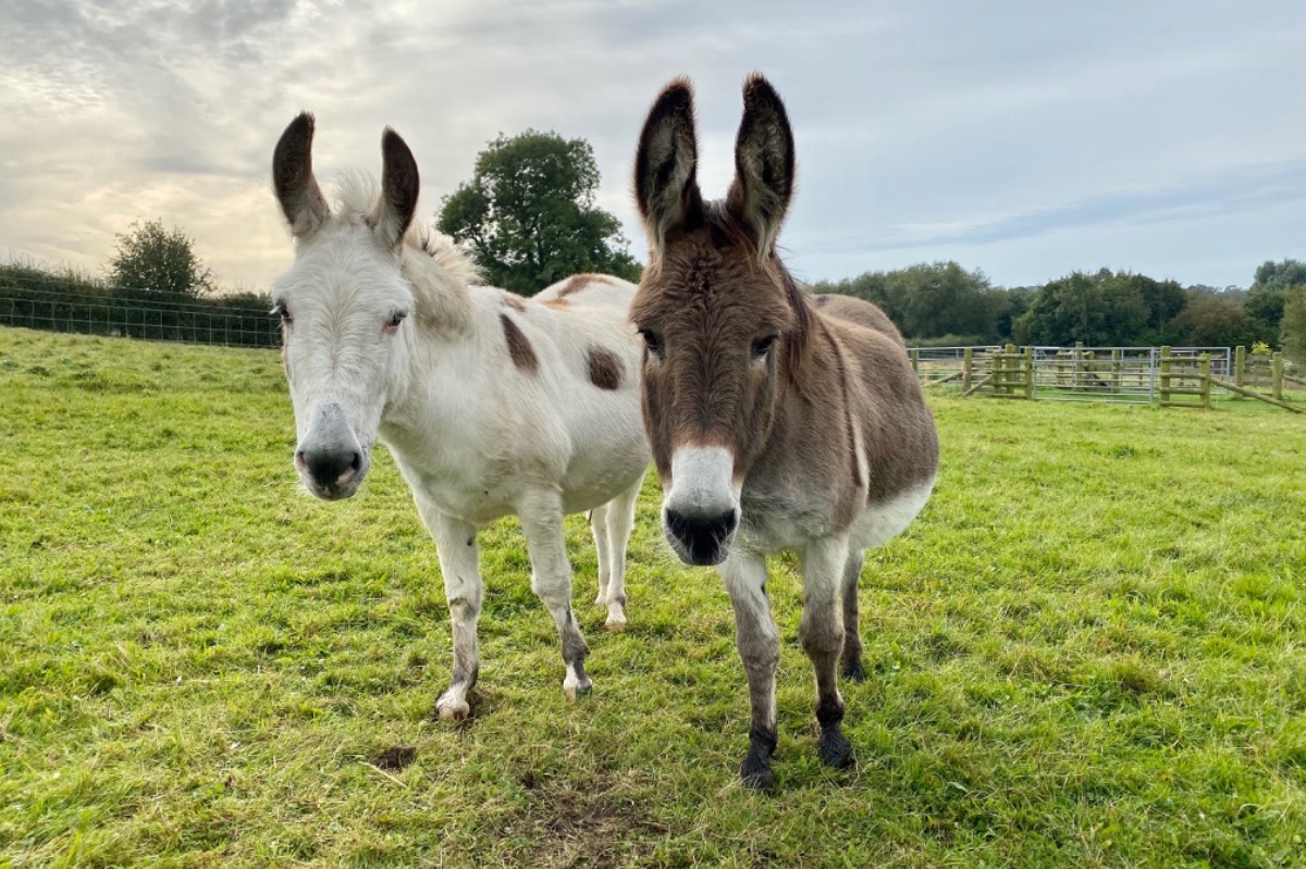 Fundraiser by Manor Farm Staff Volunteers : Manor Farm Animals ...