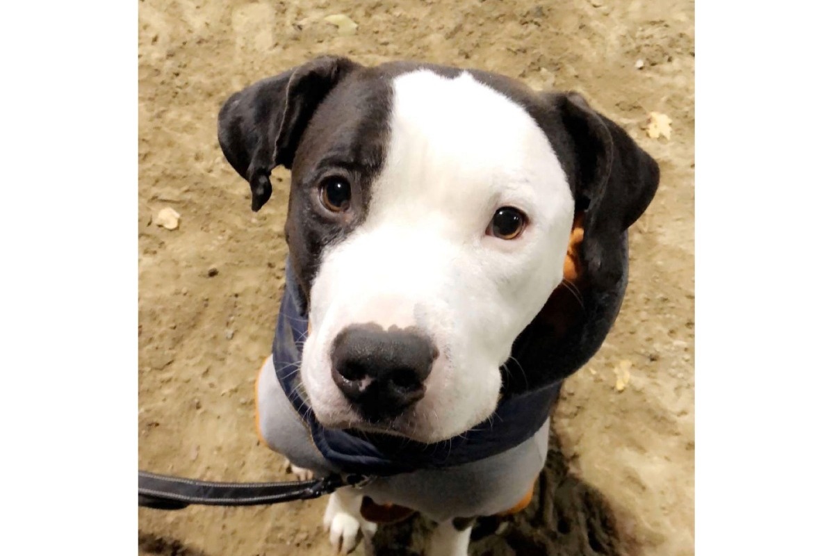 Fundraiser by Victoria Bergevine : Give Logan a Fighting Chance
