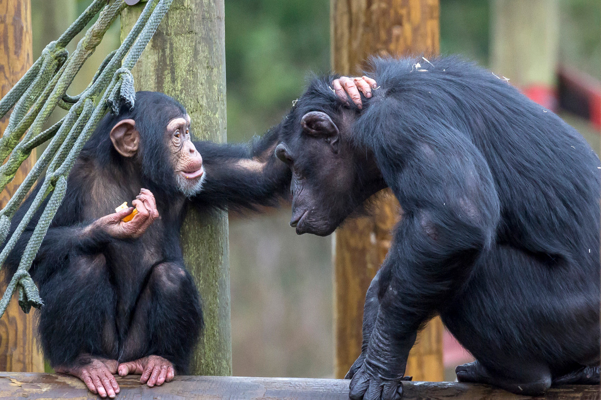 Fundraiser for Ape Rescue Trust by Monkey World : Support Monkey World ...