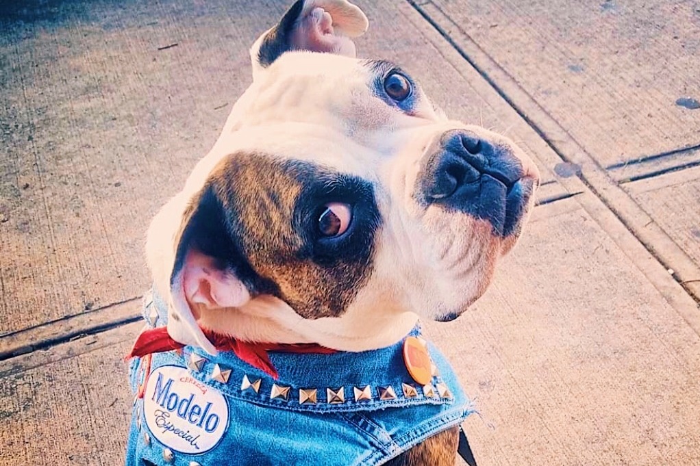 Fundraiser by Emily Plaskett : Help me save my best friend Meatball!