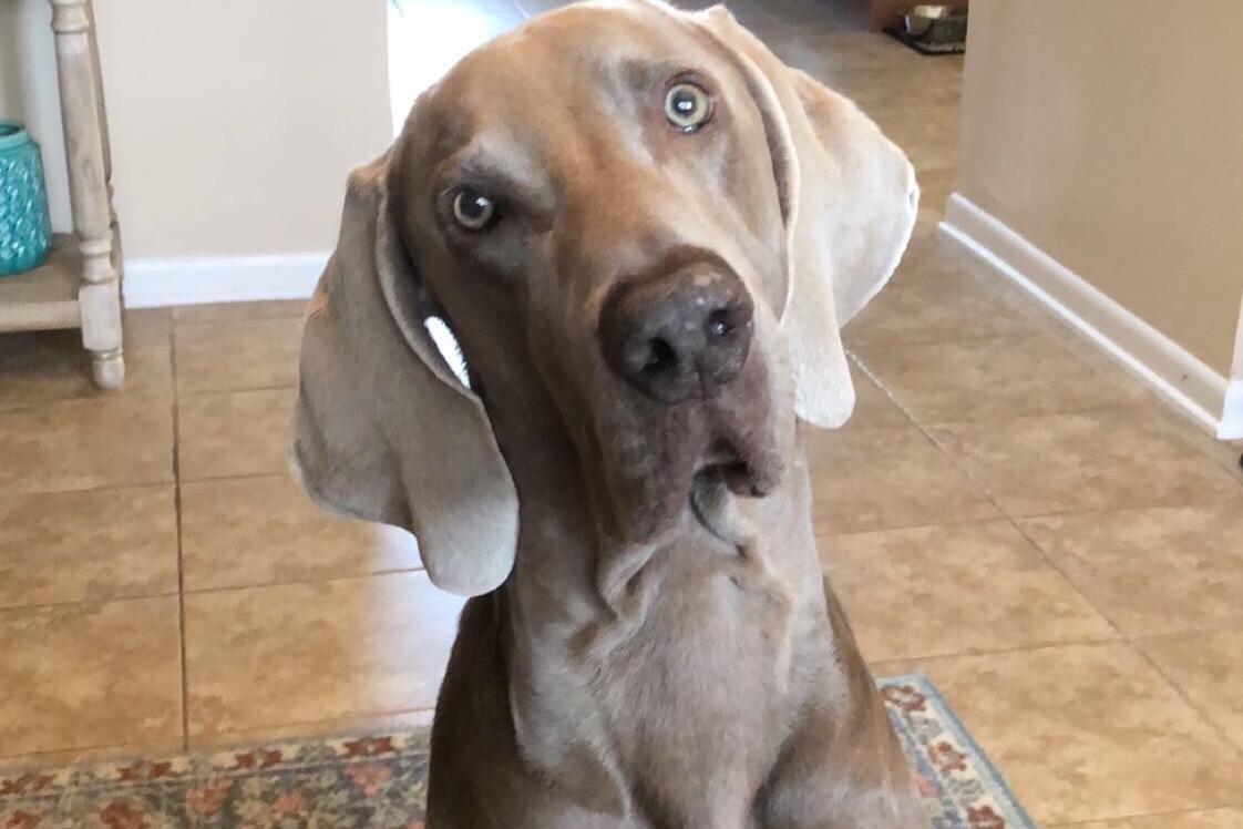 Fundraiser for Giavanna Ferraro by Toni Ferraro : Emergency Surgery ...