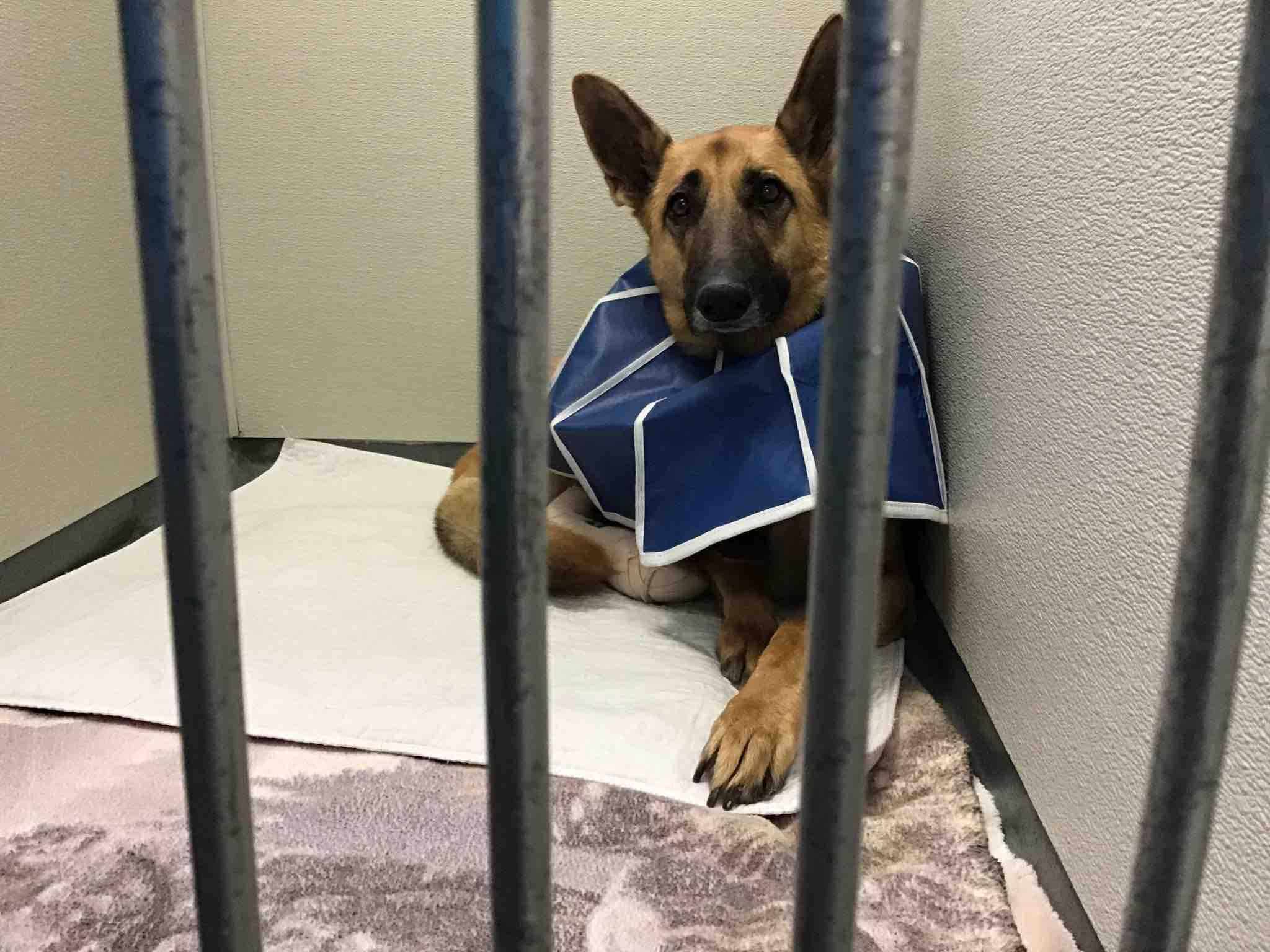 Fundraiser for Timothy Cosgrove by Scott Kenady : Sweet dog hit by car