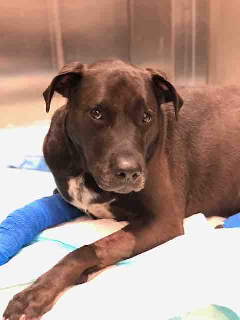 Fundraiser for Regina Rendon by Danielle Rendon : Lana’s Hip Surgery ...