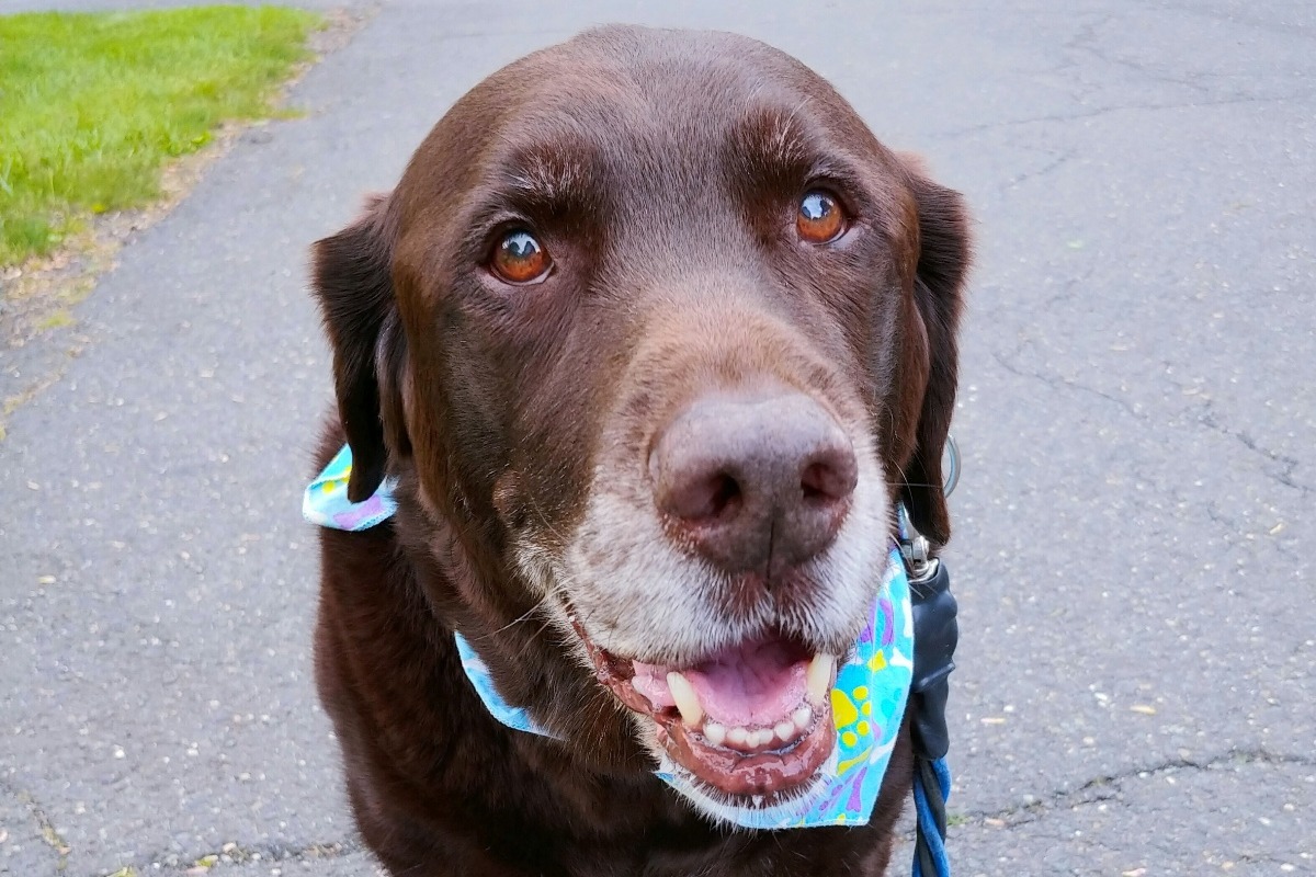 Fundraiser by Amy Jensen : Chuckie the Chocolate Lab - Lar-Par Surgery