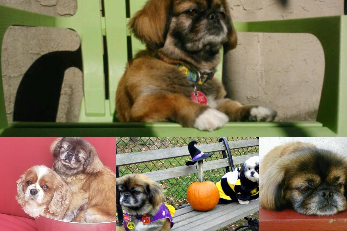 Fundraiser by Anthony Califano : Paws out for Molly