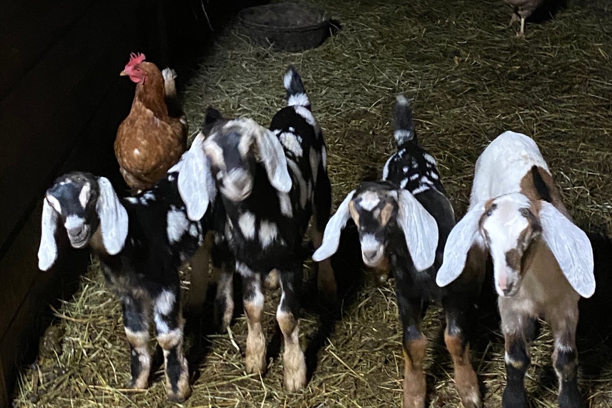 Fundraiser by Morgan Yeates : Rebuild Our Barn