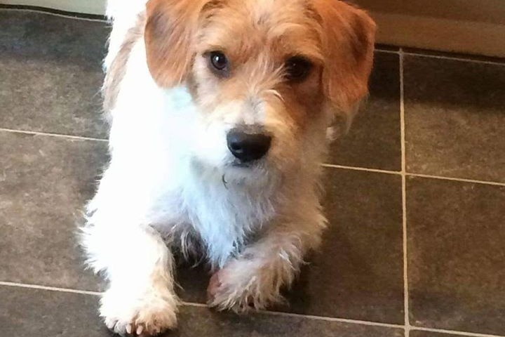 Fundraiser by Tracy Campbell : Smiley Riley