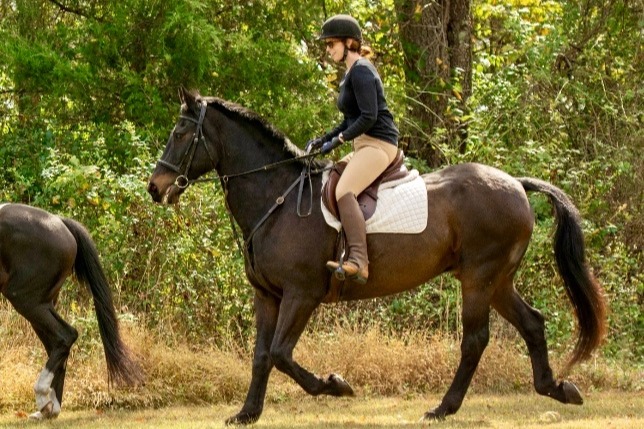 Fundraiser by Lacey Gentry : Emergency Colic Surgery for Seven