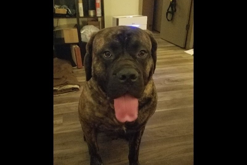 Fundraiser for Jeremy Logan by Justin Hesser : Mobility Service Dog for ...