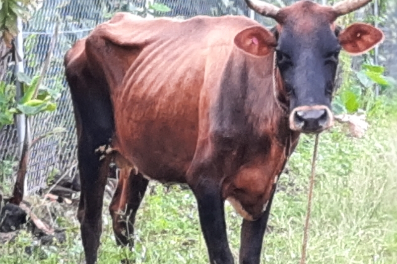 Fundraiser by Trúc Taalili : Rescue Animals in Samoa need ur help!