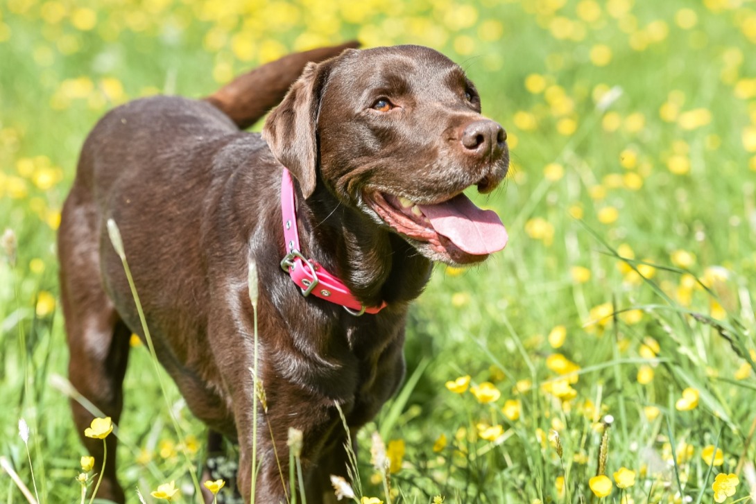 Fundraiser by Claire Readman : Help Tella beat her brain tumour