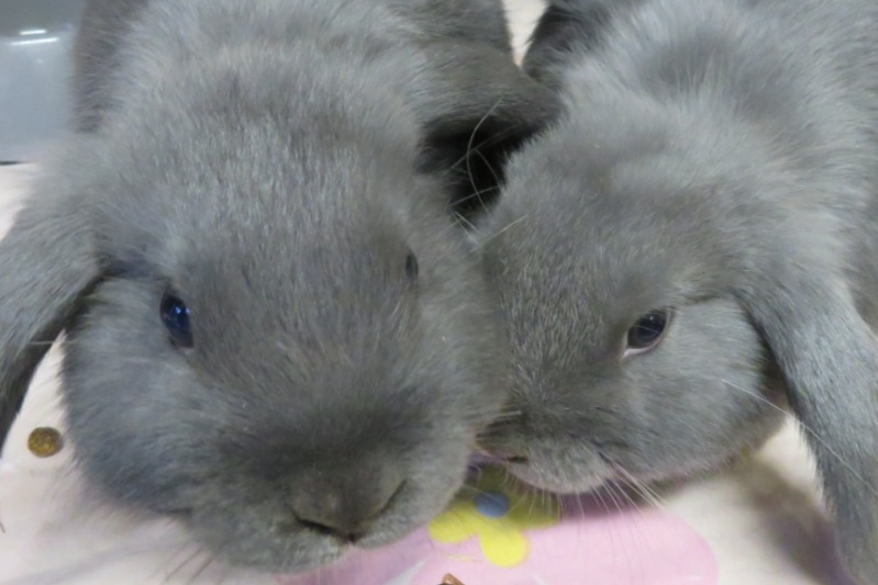 Fundraiser by Judi Inglis : Rabbit Runaway Orphanage: Post Lockdown