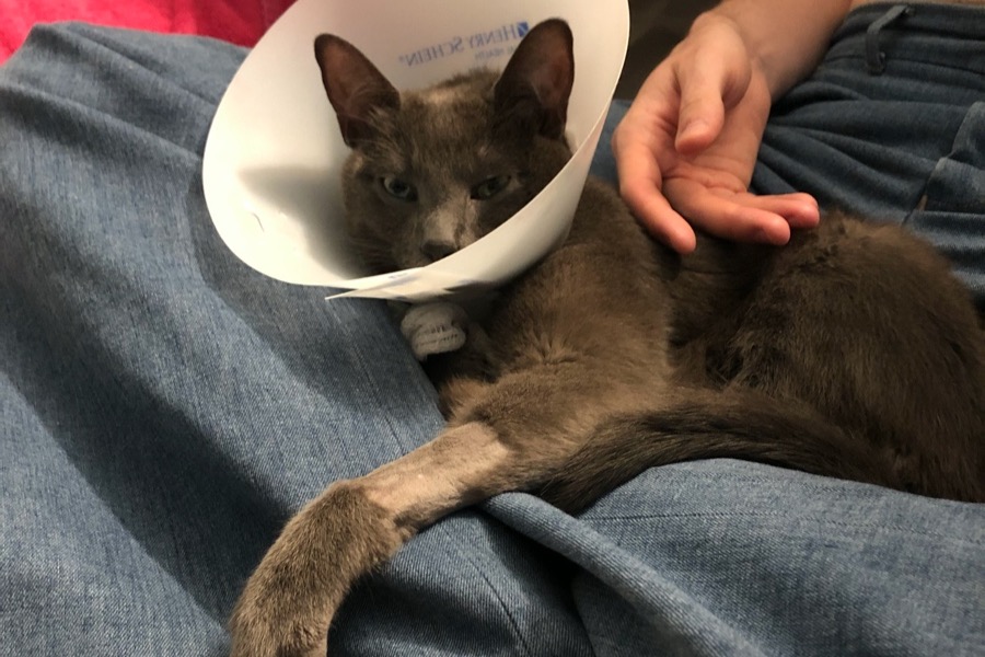 Fundraiser for Lucy Wilson by Richard Millsap : Danko's Surgery Bill