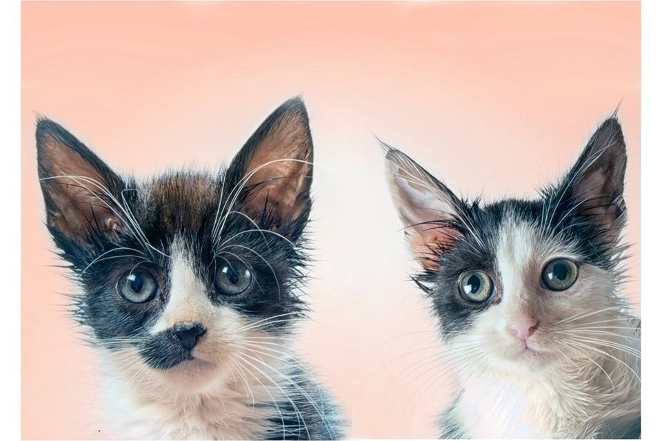 Fundraiser by Phibsboro Cat Rescue : Phibsboro Cat Rescue's Next ...