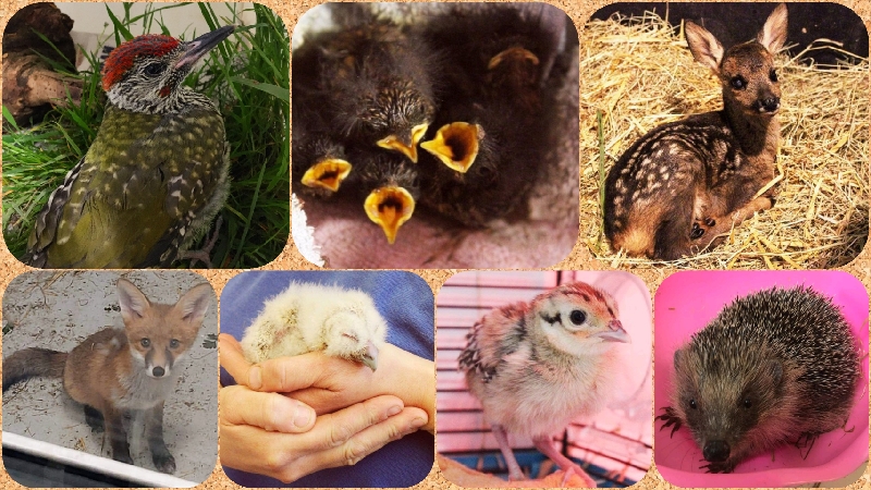 Fundraiser by PACT Animal Sanctuary PACT : HELP the Wildlife at PACT ...