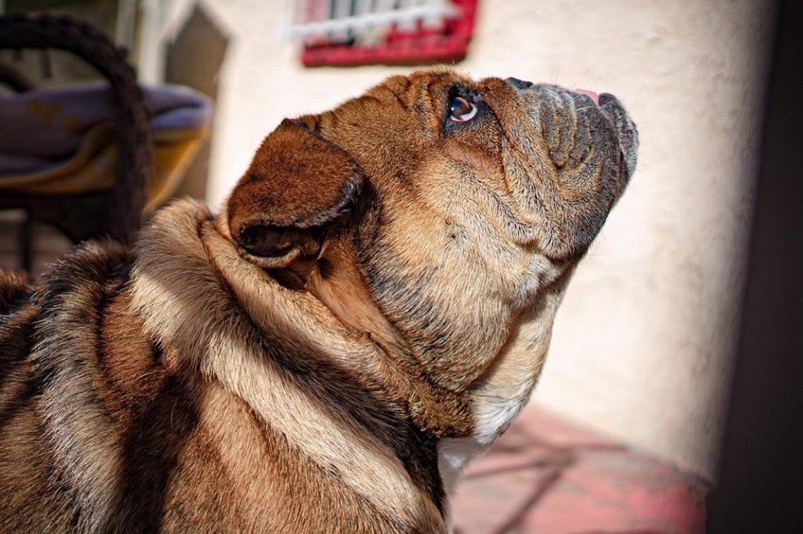 Fundraiser for Steven Flores by Amy Flores : Peanut’s Surgery