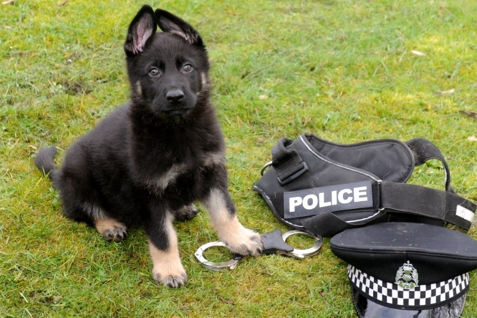 Fundraiser by Carrie-Ann McNab : Scottish Police Dogs