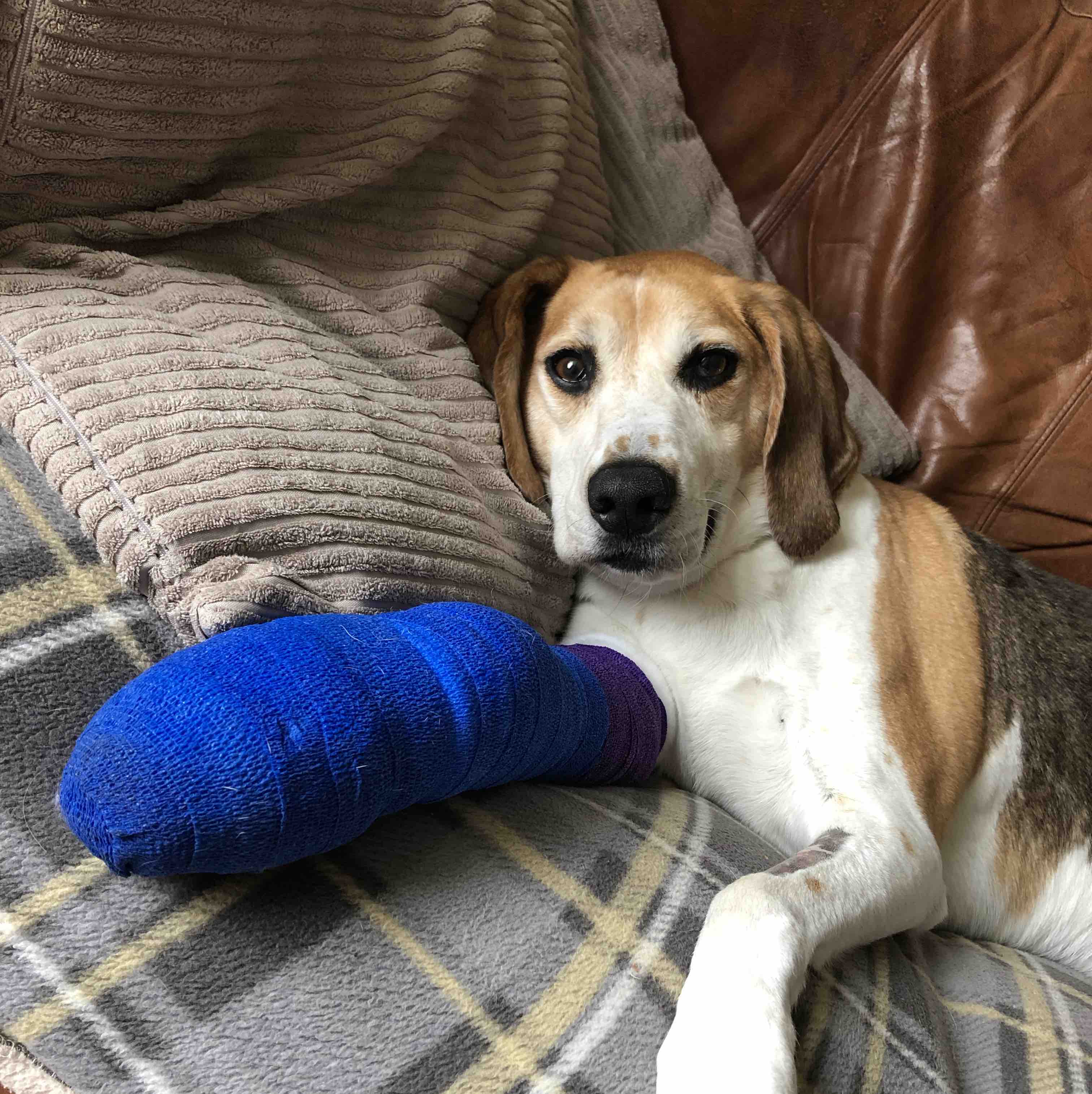 Fundraiser by Kim Harkin : Save Dexter’s Leg