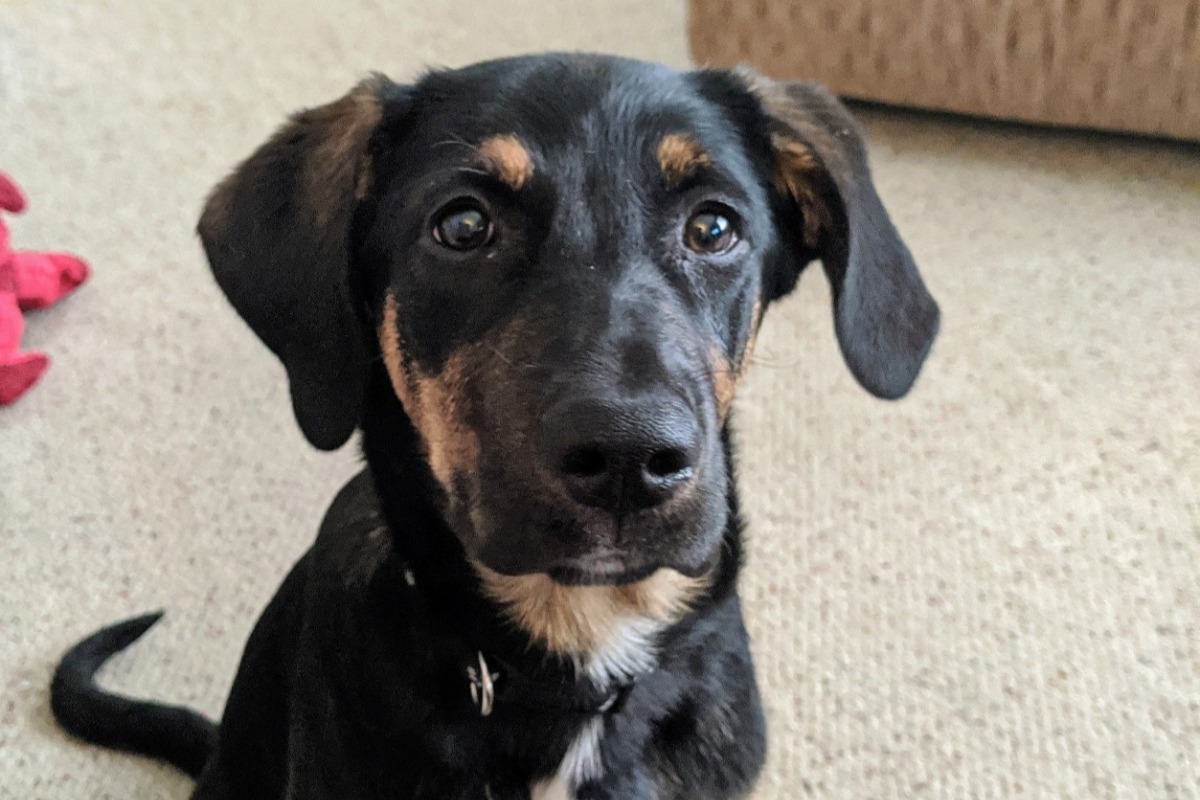 Fundraiser by Kayla Machado : Help Save Akira