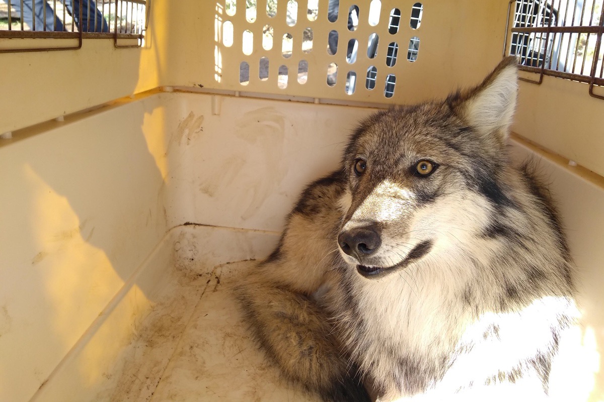 Fundraiser by California Wolf Center : New Animal Crates Needed for ...