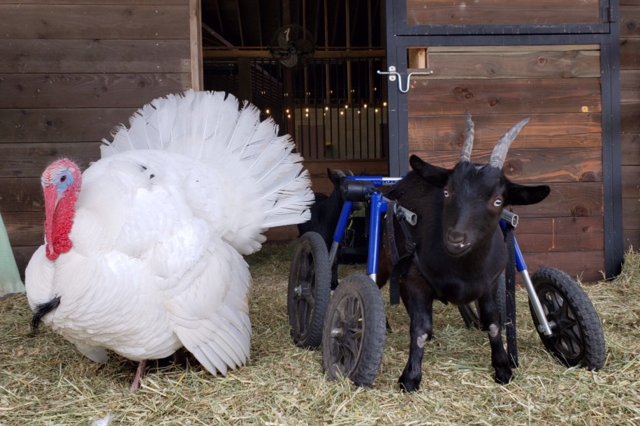 Fundraiser by Sophie Rulmont : Help Johnny the Goat Get New Leg Braces