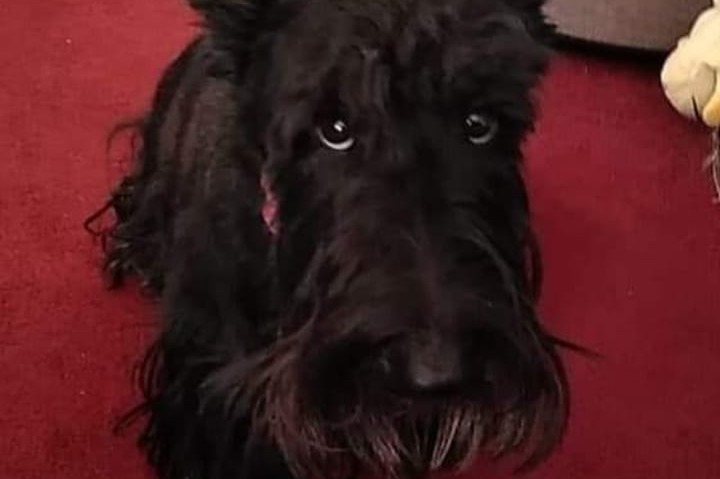 Fundraiser by Debra R. Lloyd-Wilkinson : Saving Sunny's Life