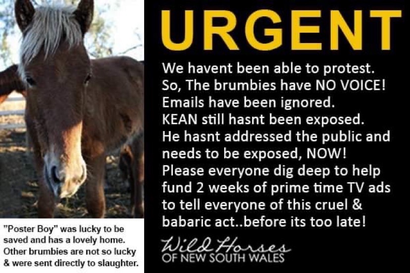 Fundraiser by Aaron Cuthbert : SAVE OUR NSW WILD HORSES FROM SLAUGHTER!