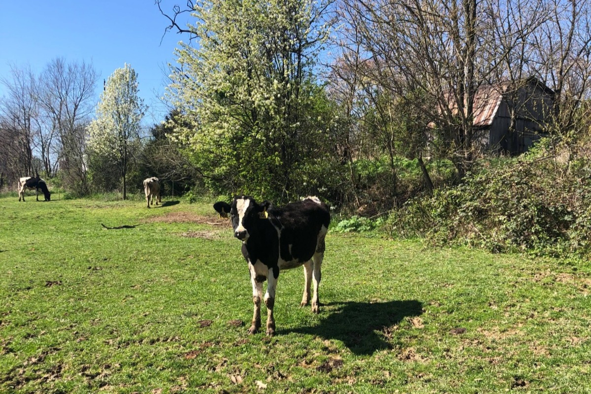 Fundraiser for Curt Shade by Michelle Kwiatkowski : Save Family Farm ...