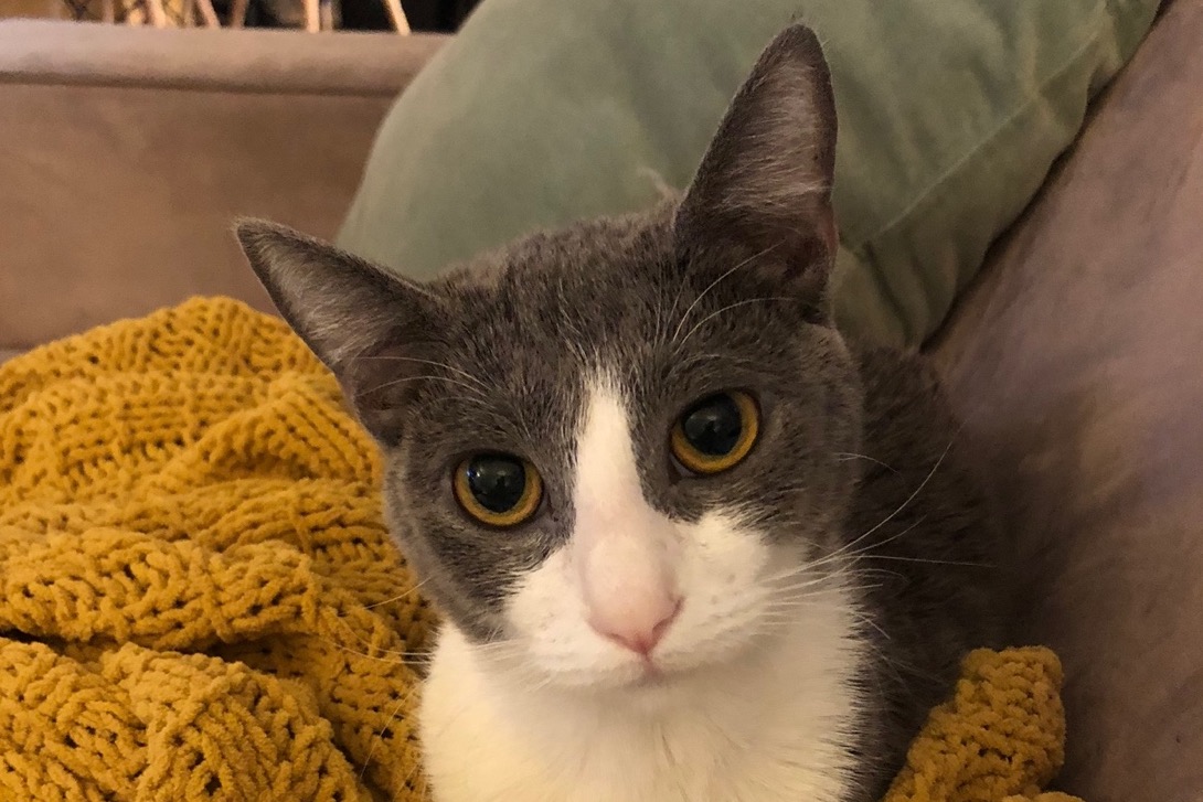 Fundraiser by Macie Hedrick : Penny Lane’s Blood Transfusion