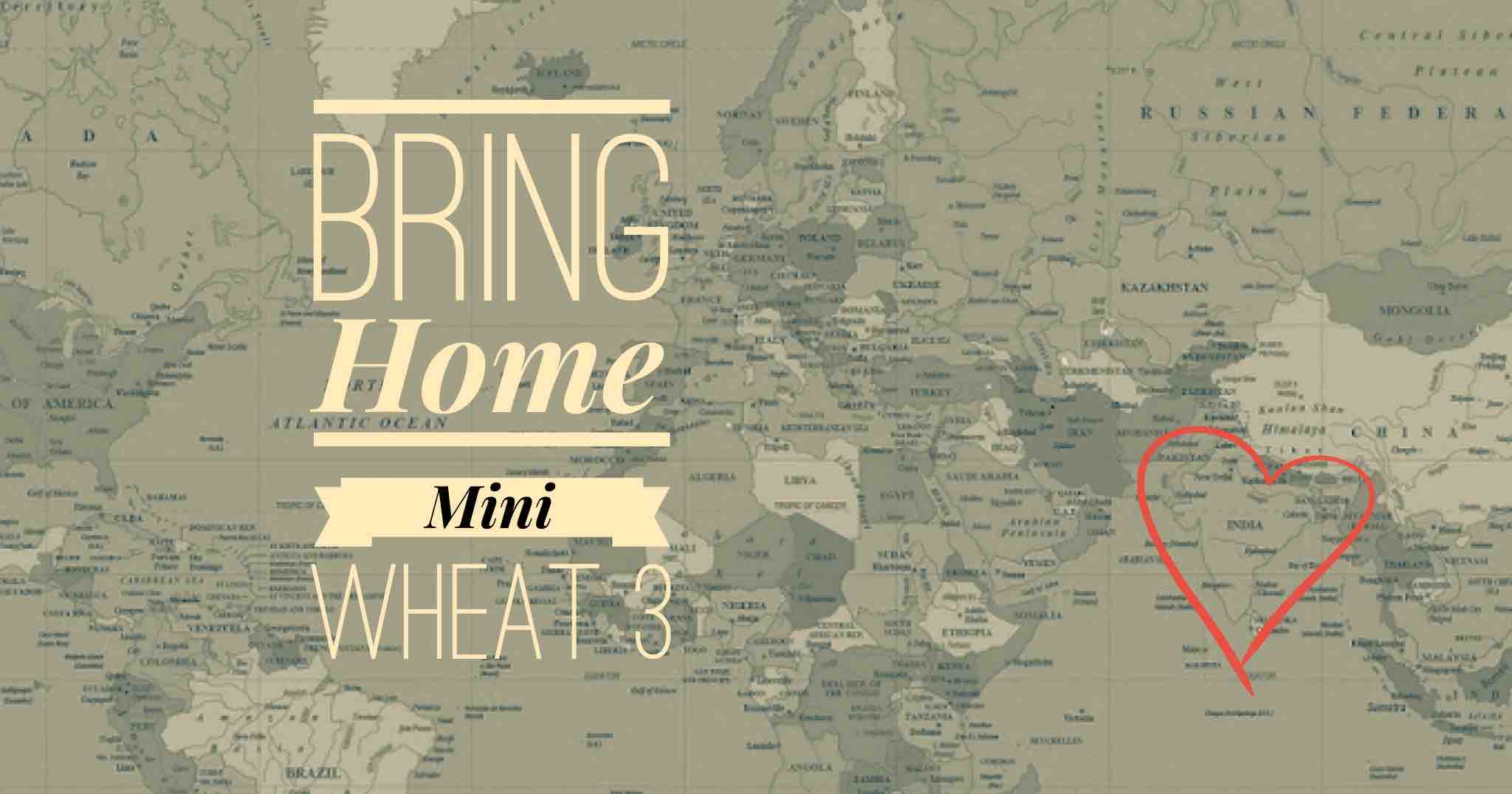 Fundraiser by Caleb Wheat : Bring Home Mini Wheat 3!