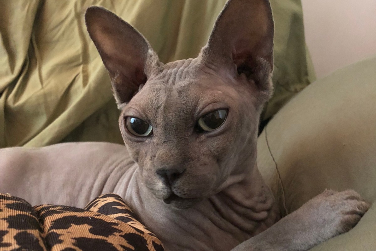 Fundraiser for Karron Karr by Mandy Sellers : Help Pax the Sphynx Cat ...