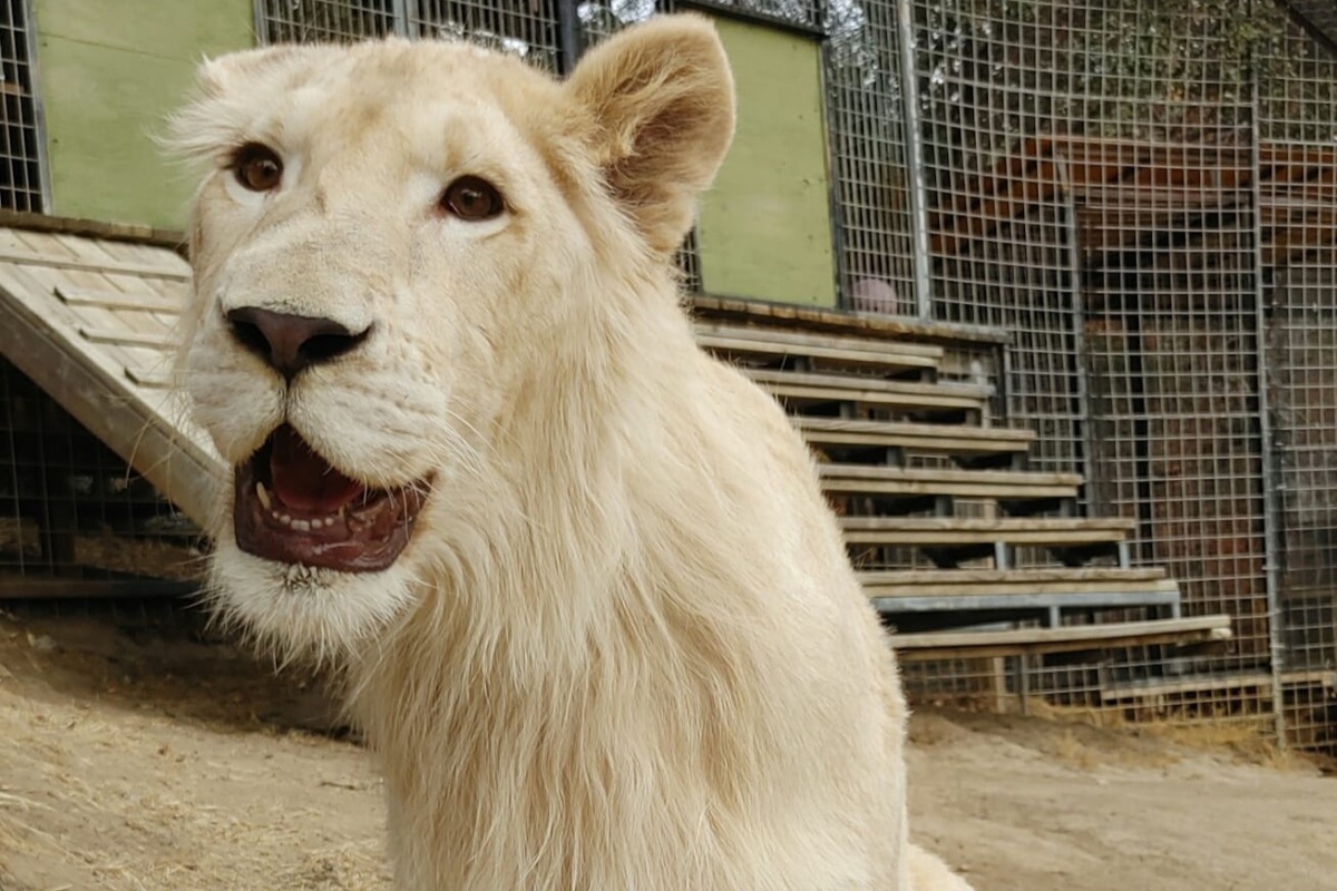 Fundraiser for Dale Anderson by Max Debbas : Project Survival Cat Haven ...